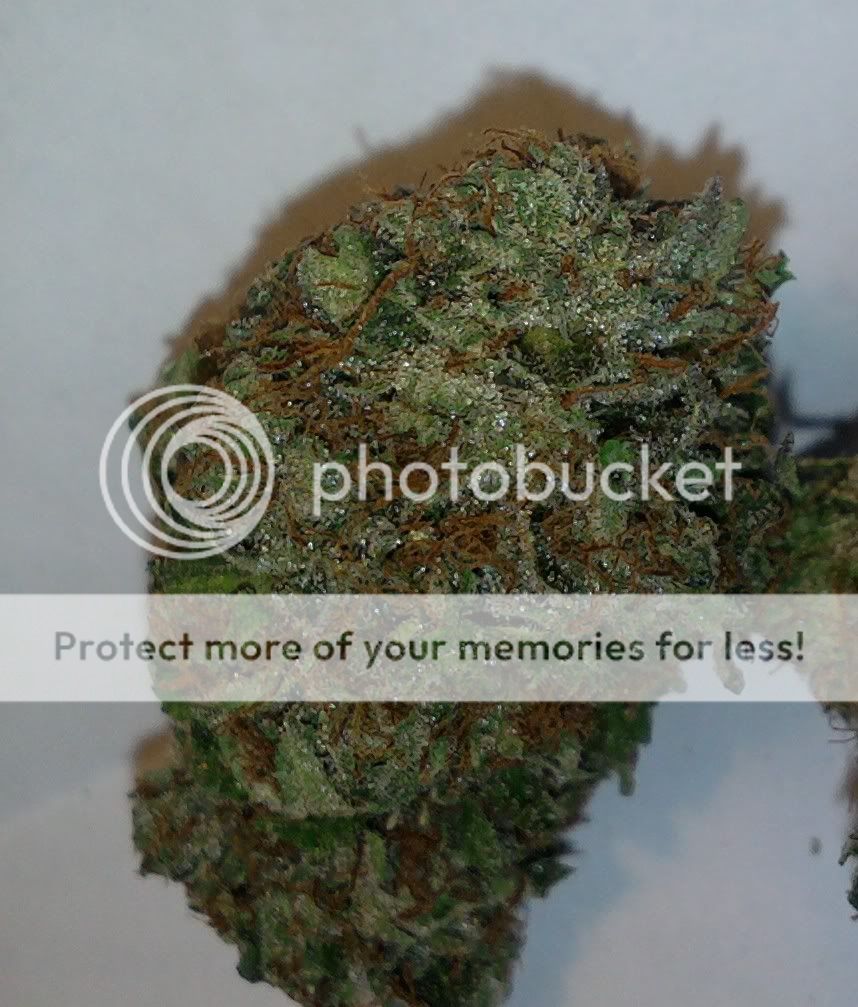 White Widow and Master Kush | Grasscity Forums - The #1 Marijuana ...