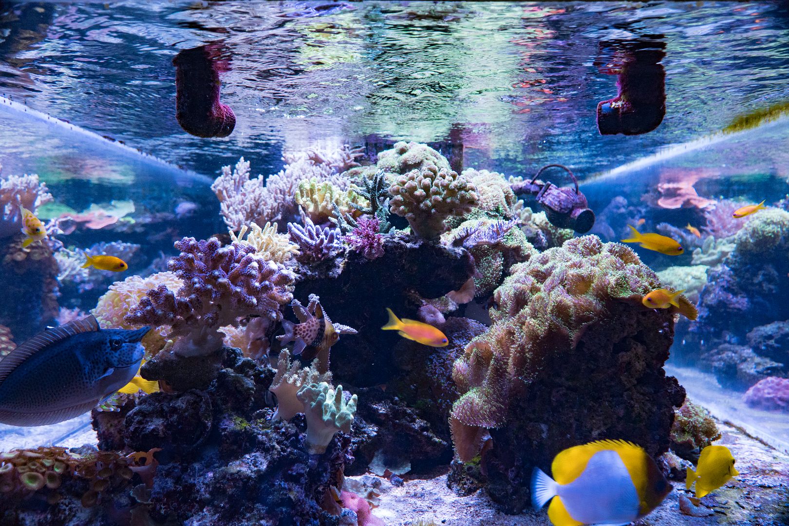 January 2017 Tank Of The Month (slief) - Reef Central Online Community