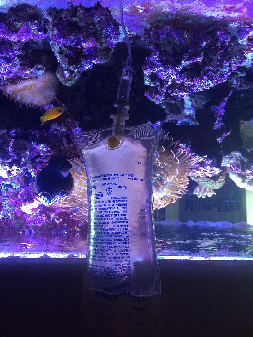 dosing of lanthanum chloride | Reef Central Online Community