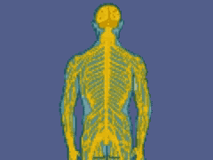 Νευρικό σύστημα